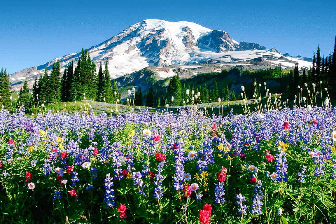 Views: Wildflowers In Mount Rainier National Park, Washington State ...