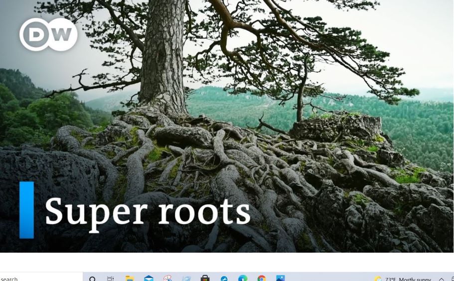 Ecology: Scientists Breed Plants With Fast-Growing Roots To Revitalize ...