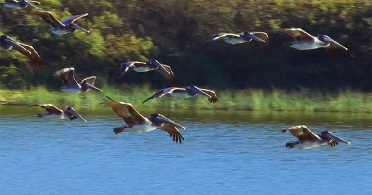 California Views: Brown Pelicans At Rodeo Lagoon | Boomers Daily
