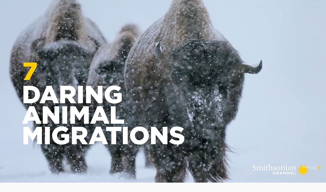 Views: ‘7 Daring Animal Migrations’ (Smithsonian) | Boomers Daily
