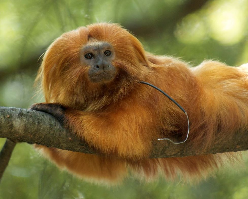 Views: Protecting Brazil’s Golden Lion Tamarin | Boomers Daily
