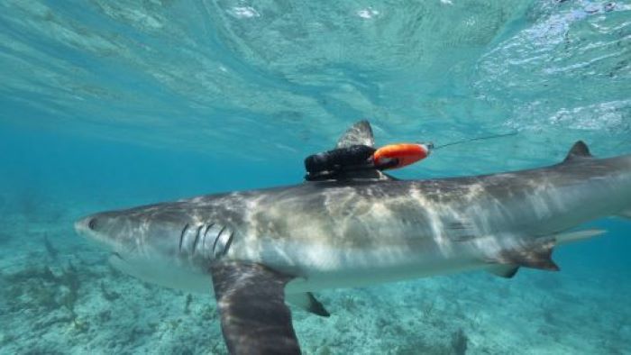 Underwater: Shark Cams Give Rare View Of Reefs | Boomers Daily