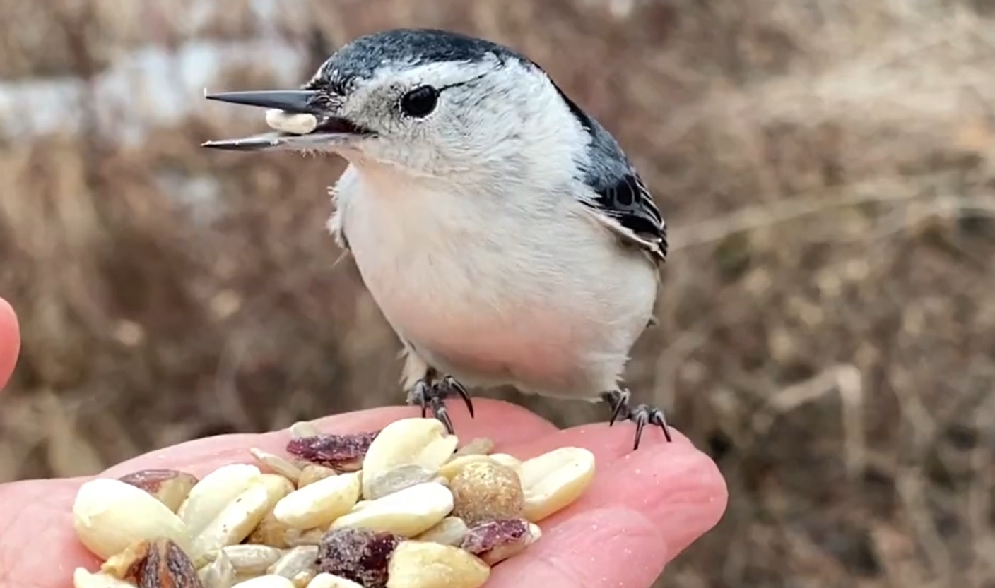 Bird Feed: White-Breasted Nuthatch And A Tufted Titmouse In Michigan ...