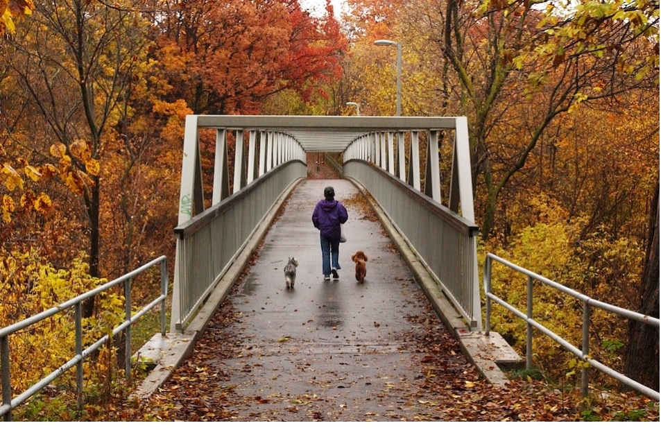 Natural Views: Toronto’s ‘Urban Forest’ (NatGeo) | Boomers Daily