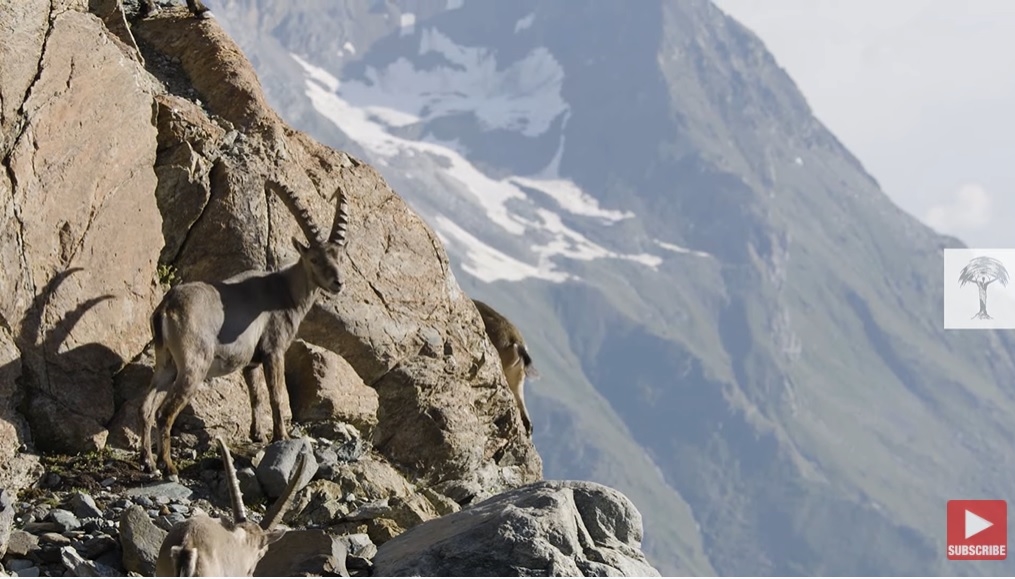 Wildlife: The Alpine Ibex – Return From Extinction | Boomers Daily
