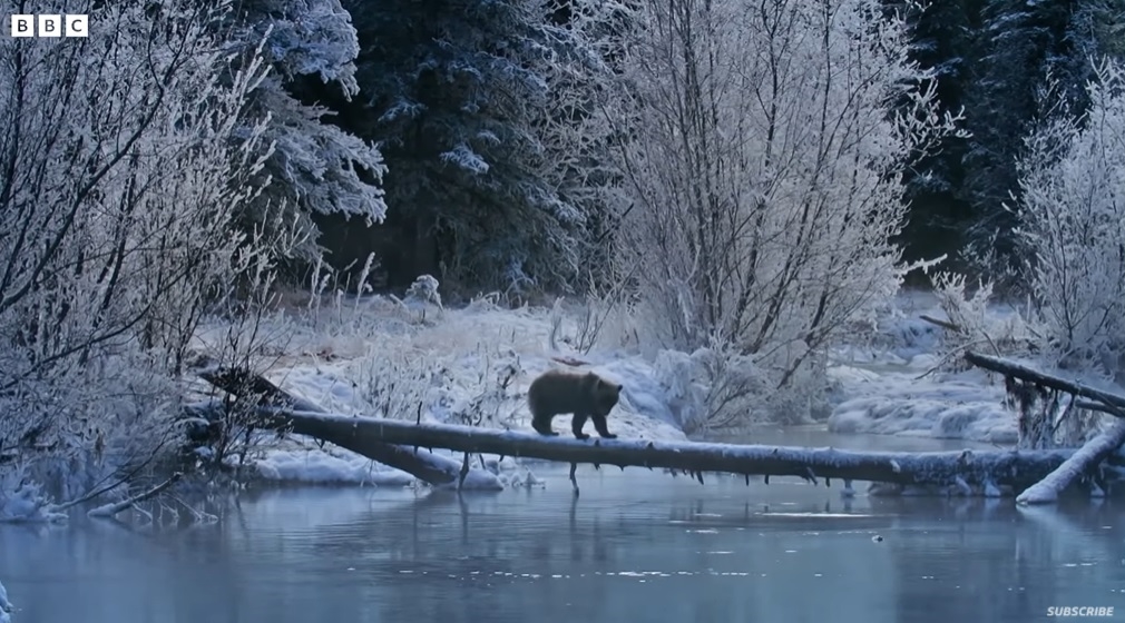 Alaska Wildlife: The Ice Bears Of The Yukon (BBC) | Boomers Daily
