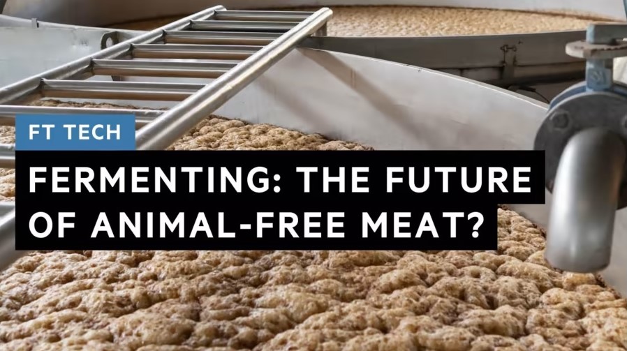 Fermentation: The Future Animal-Free Meat Source? | Boomers Daily