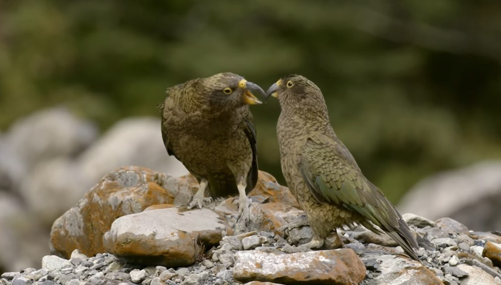 Wildlife: Keas – The Alpine Parrots Of New Zealand | Boomers Daily