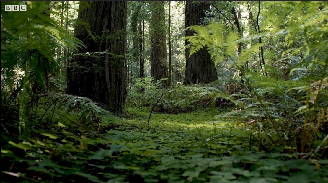 Soundscapes: California’s Giant Redwood Forests | Boomers Daily