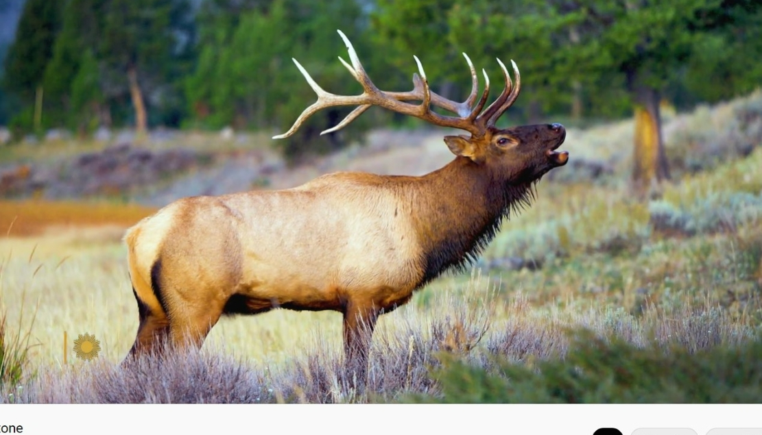 Yellowstone Park Views: Bull Elks Fall ‘Bugling’ | Boomers Daily
