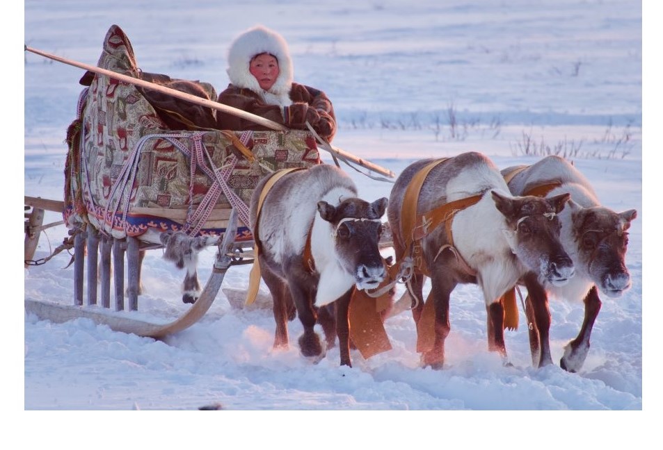 Siberia Views: The Nomadic Nenets Reindeer Herders | Boomers Daily