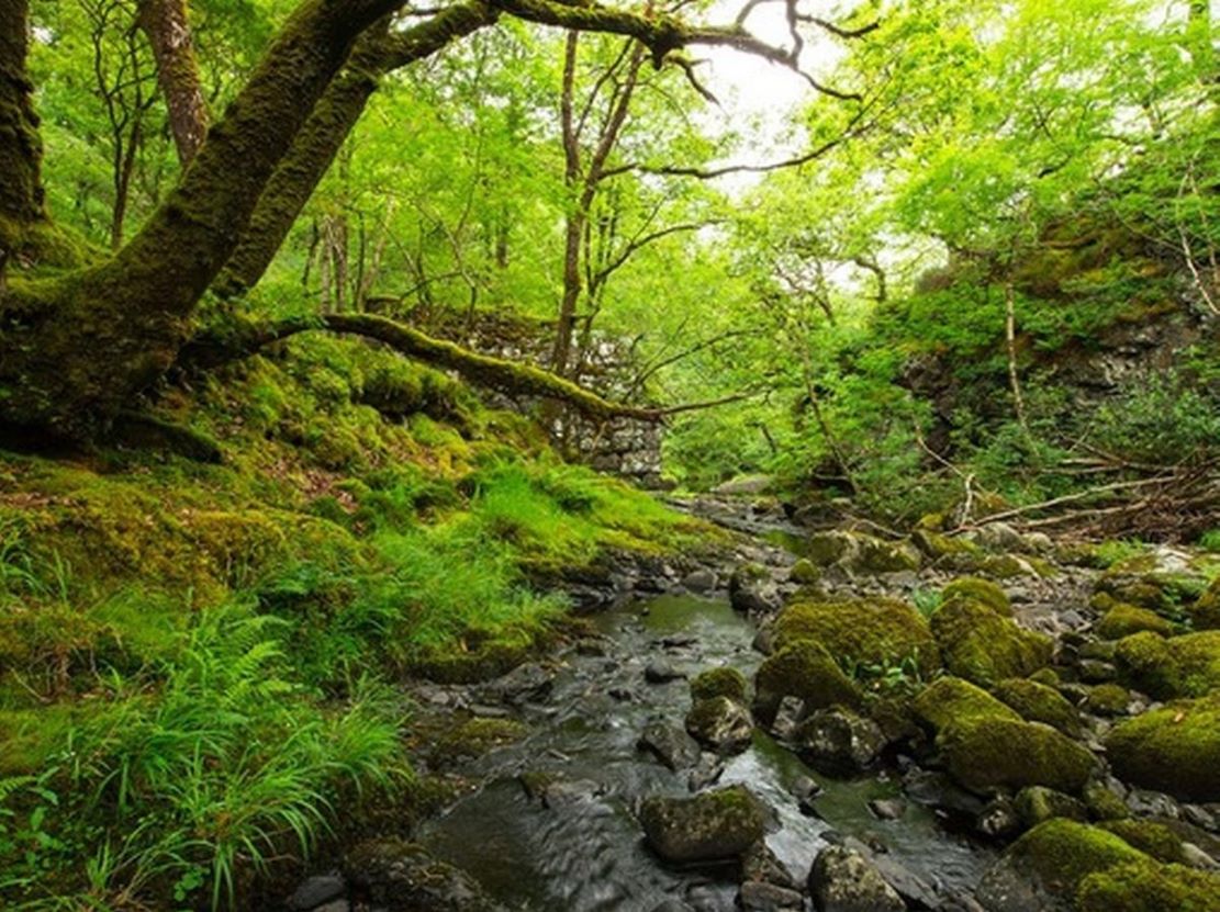 Views: Celtic Rainforests In Eryri, Snowdonia, Wales | Boomers Daily