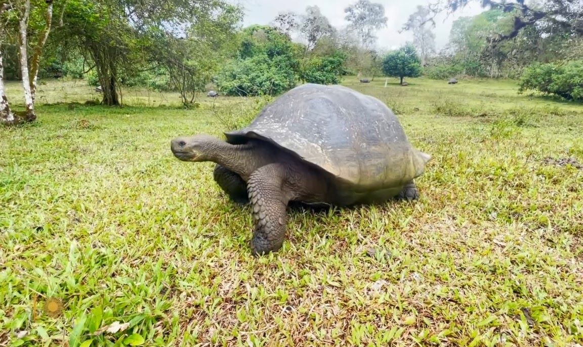 Ecuador Views: Tortoises In The Galápagos Islands | Boomers Daily