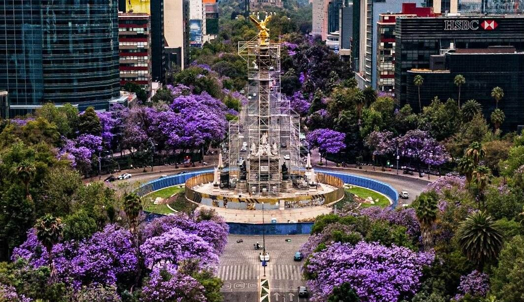 Spring 2023: Jacarandas Blooming In Mexico City | Boomers Daily