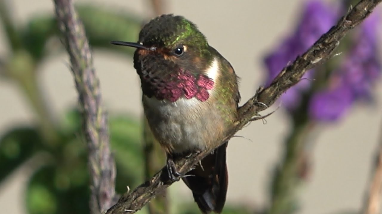 Costa Rica Views: The Tiny ‘Volcano Hummingbird’ | Boomers Daily