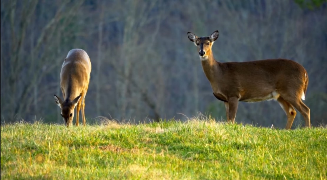 Nature: White-Tailed Deer, Cades Cove, Great Smoky Mountains Of ...