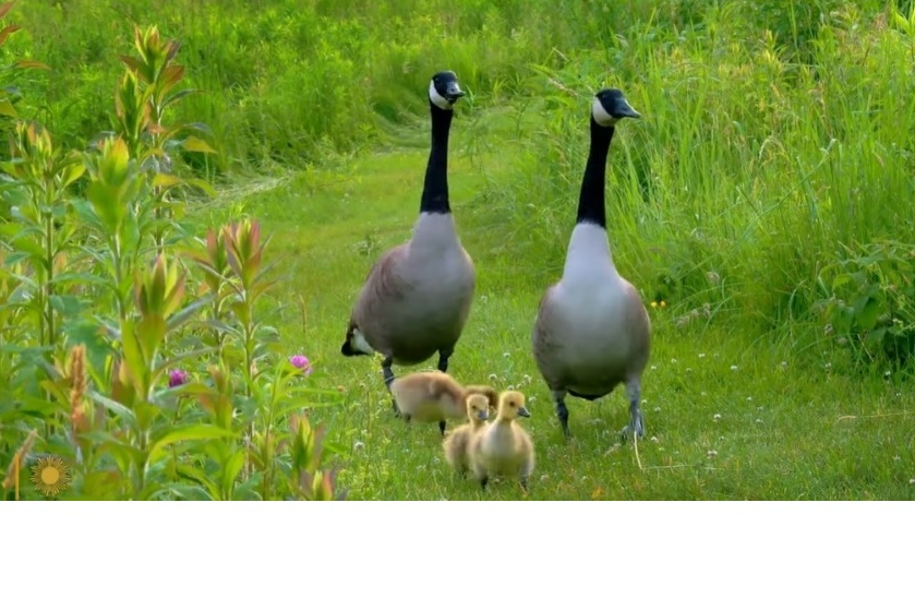 Nature: Geese & Goslings – Princeton, Massachusetts | Boomers Daily