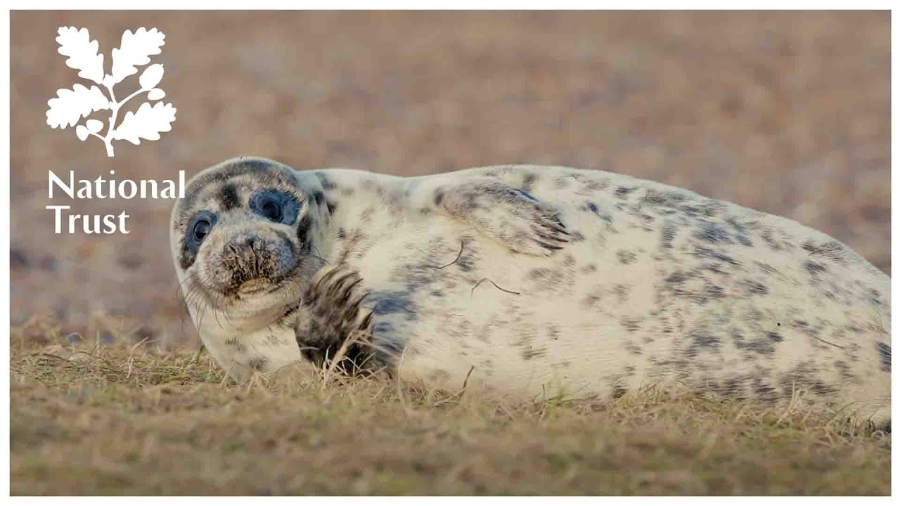 Conservation: Protecting Grey Seals At Blakeney Nature Reserve, England ...