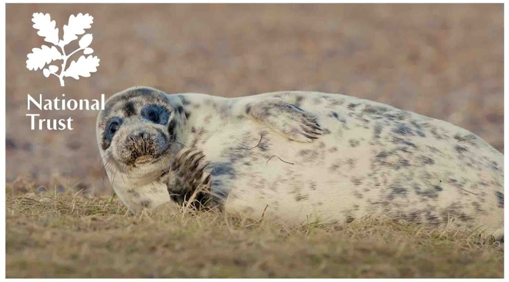 Conservation: Protecting Grey Seals At Blakeney Nature Reserve, England ...