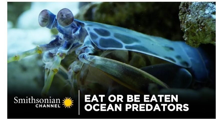 Ocean Views: Predators Of The World’s Coral Reefs | Boomers Daily