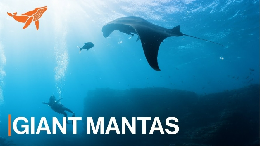 Marine Wildlife: The Giant Mantas Of Coastal Mexico | Boomers Daily