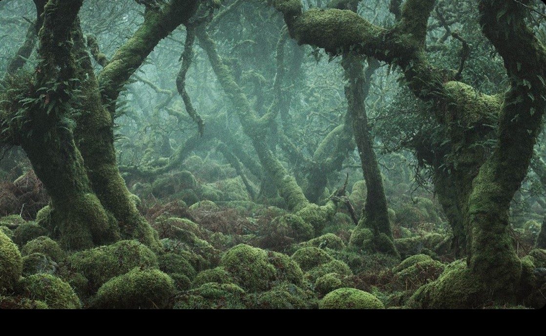 Wilderness: Time Travel In Britain’s Lost Rainforests | Boomers Daily