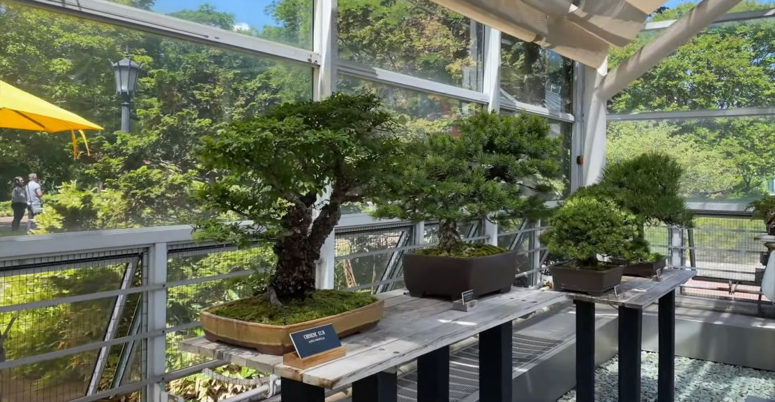 Tours: Brooklyn Botanic Garden Bonsai Museum | Boomers Daily