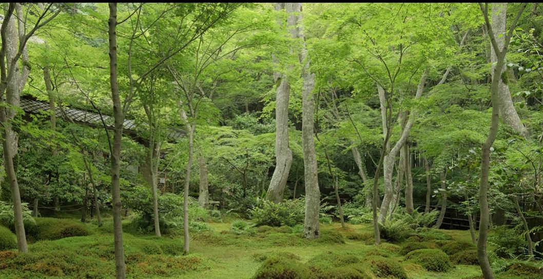 Cinematic Travel Films: ‘Kyoto In Blue And Green’ | Boomers Daily