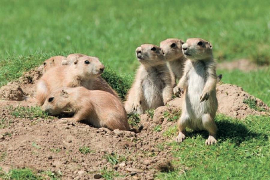 Wildlife Film Trailers: ‘A Prairie Dog’s Life’ (2023) | Boomers Daily