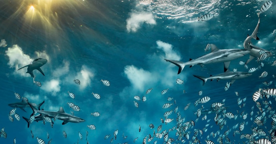 Wildlife Photographer Of The Year Winners (2023) | Boomers Daily