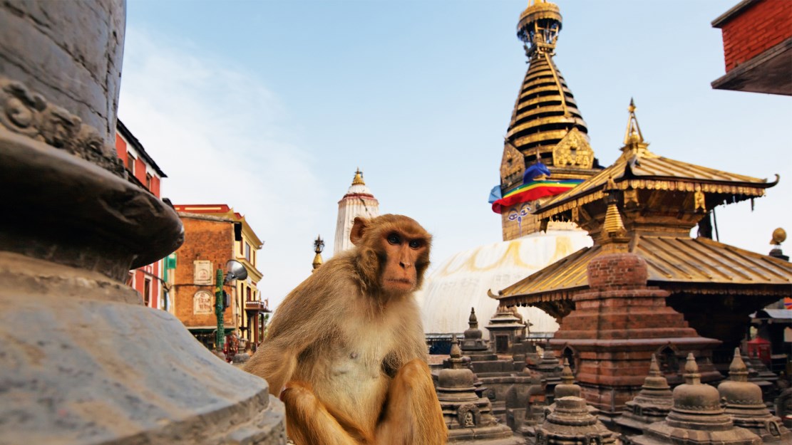 360° Views: Swambhuinath Monkey Temple In Nepal | Boomers Daily